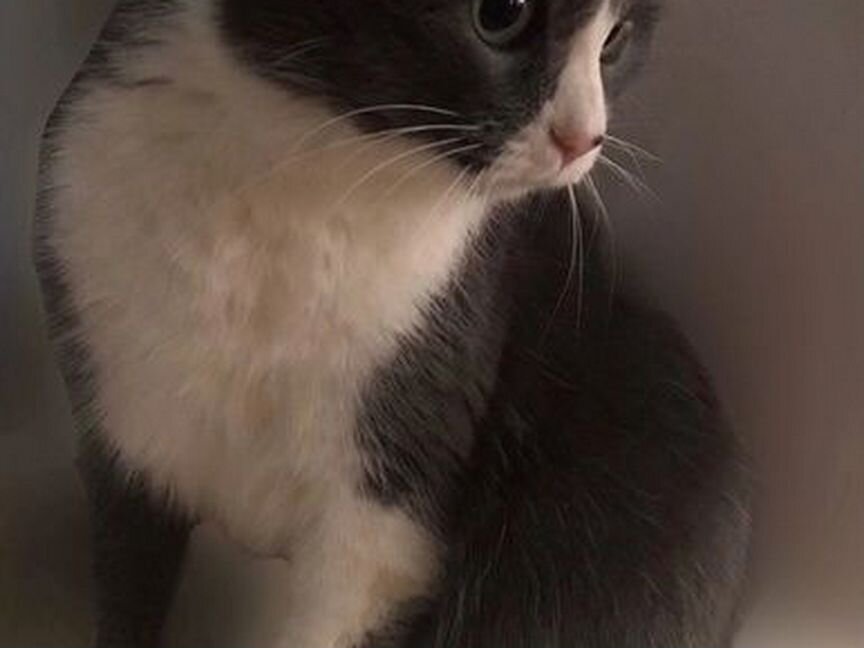 Найден кастрированый кот