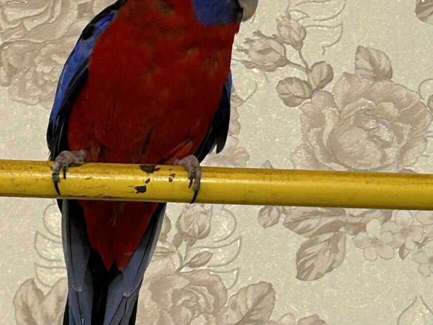 Пинантовая розелла