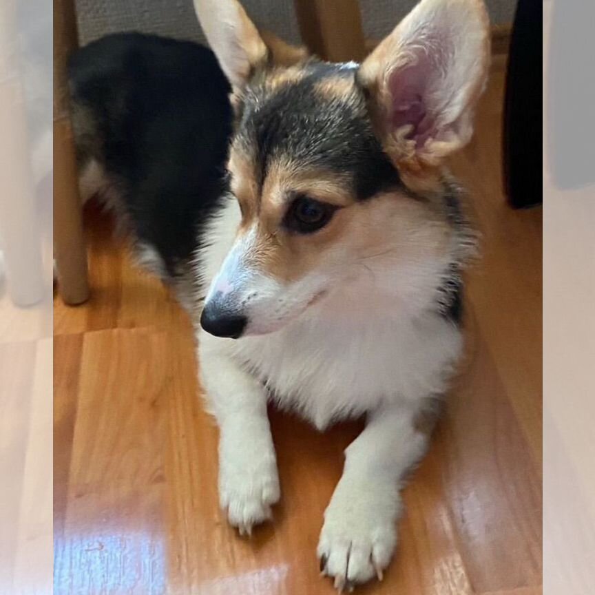 Вельш-корги пемброк