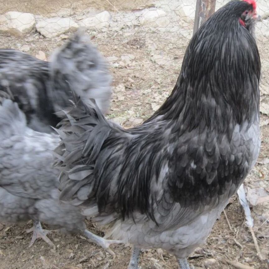 Амерукан петух