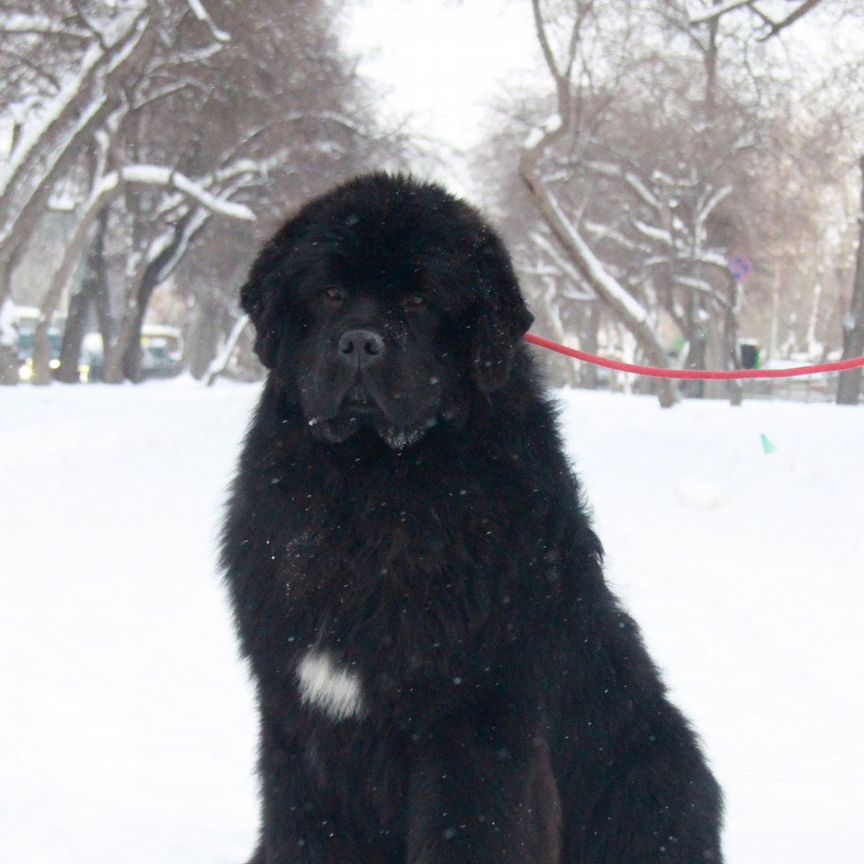 Ньюфаундленд, взрослый пёс