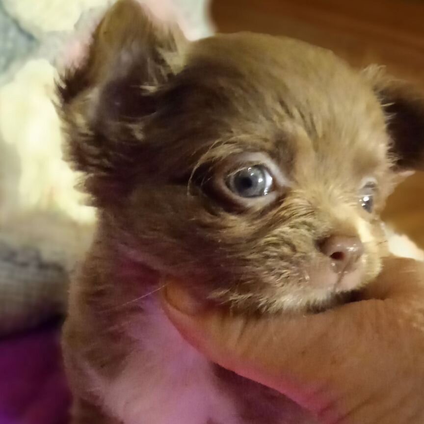 Щенки чихуахуа