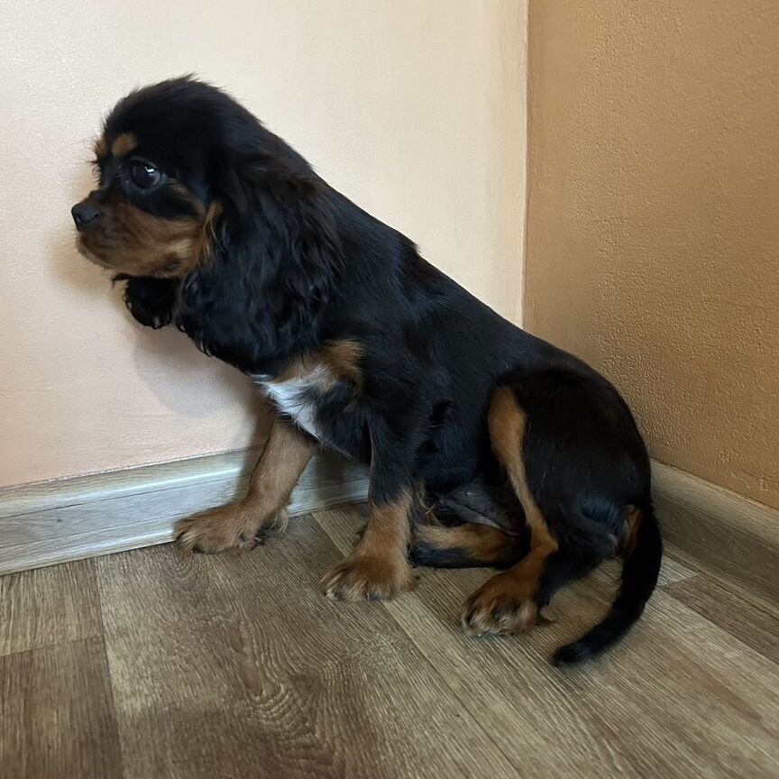 Мадмеазель