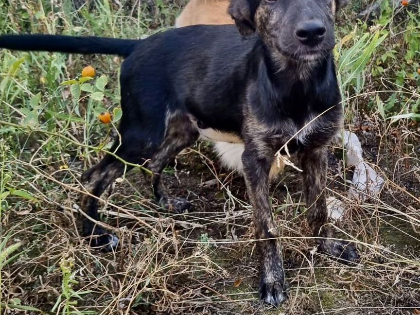 Щенок Грей в добрые руки