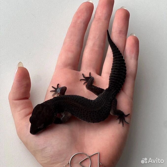 Эублефар black night