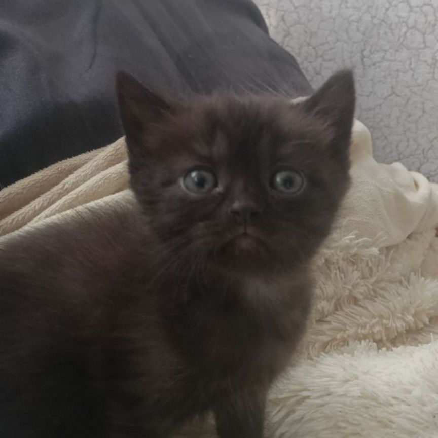 Котик от британской кошки в добрые руки
