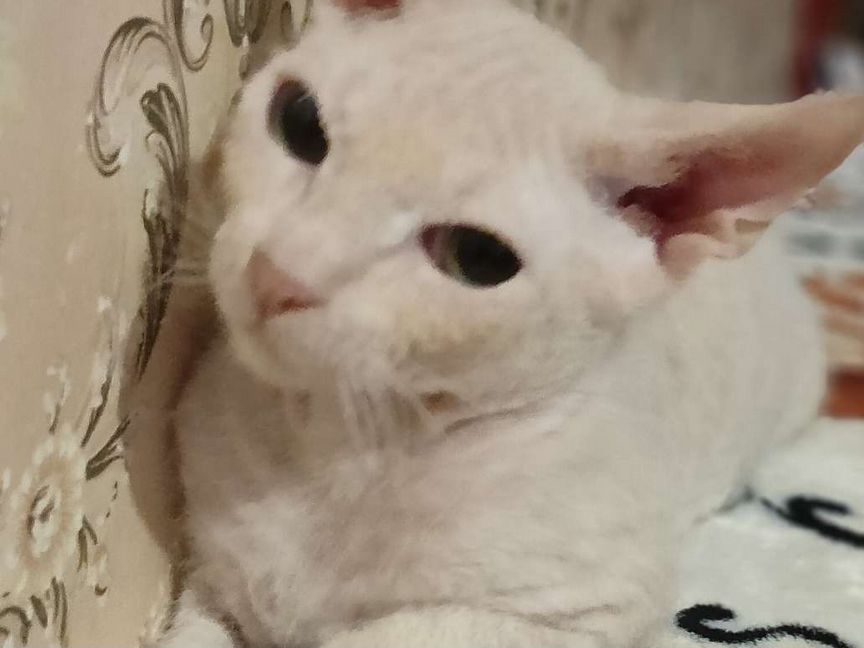 Донской Сфинкс браш