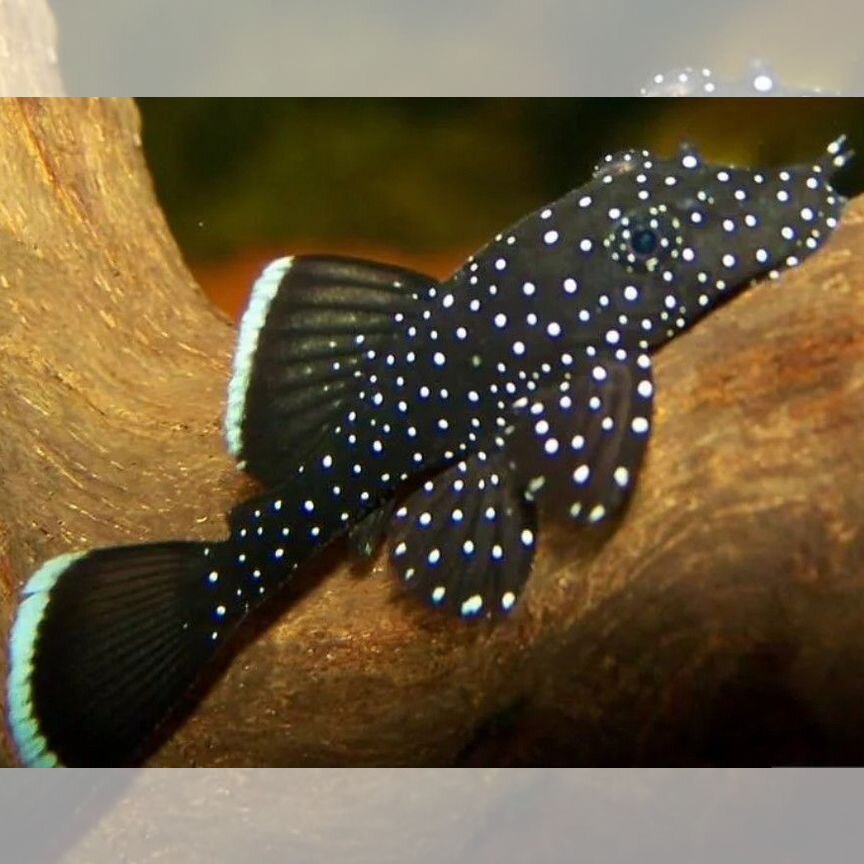 Сомики L181 анциструс звёздчатый