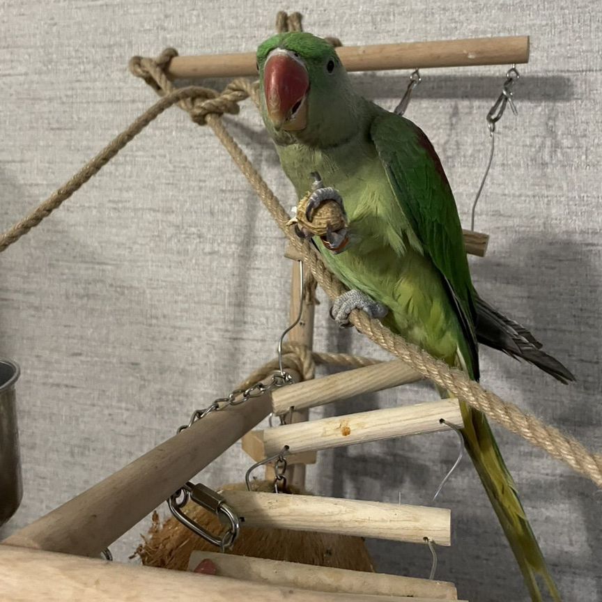 Александрийский попугай выкормыш