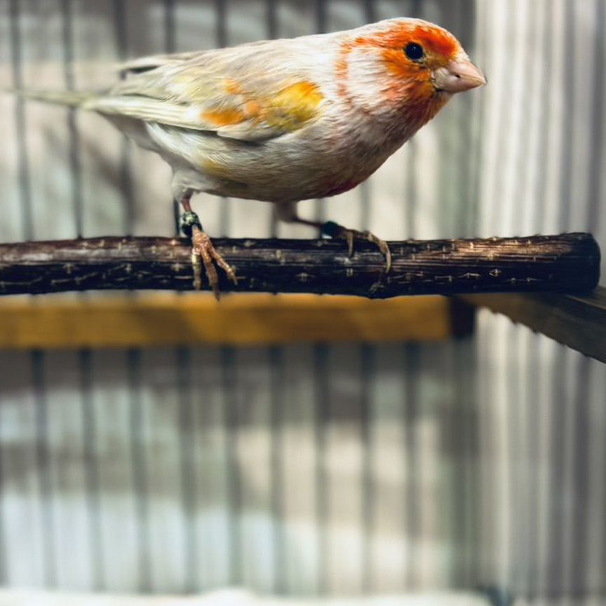 Кенар — самец канарейки