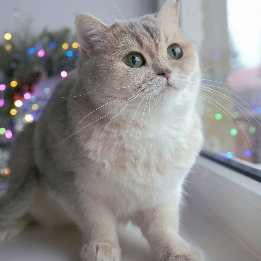 Британская короткошёрстная кошка, взрослая