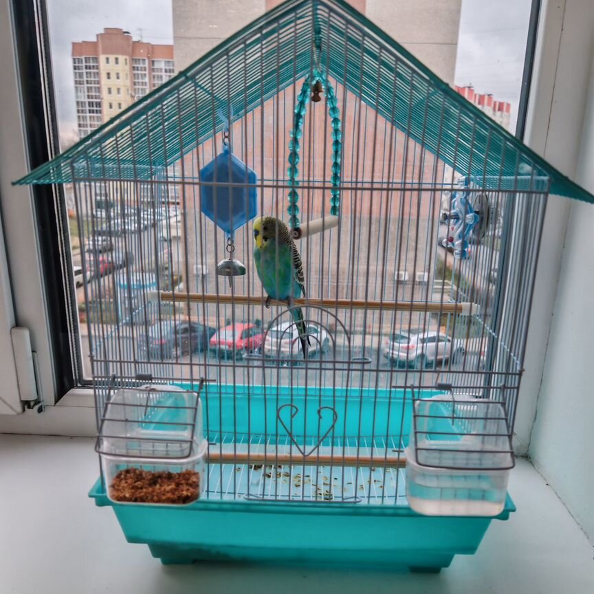 Волнистый попугай мальчик (11 месяцев) с клеткой