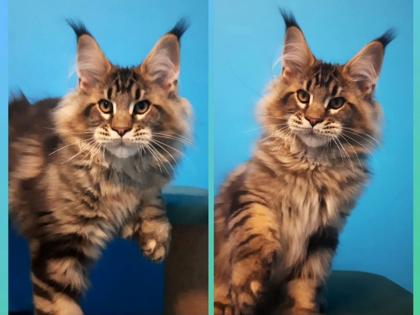 Шикарный крупный котенок Мейн кун Полидакт