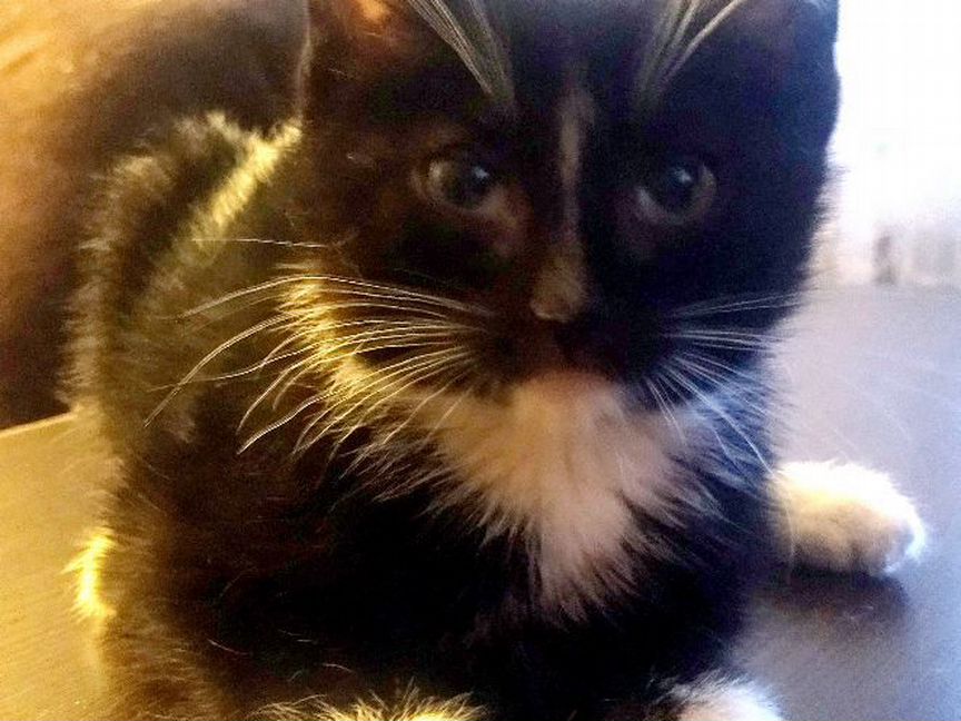 Котенок в добрые руки