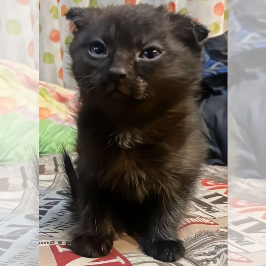 Шотландский вислоухий длинношёрстный котёнок