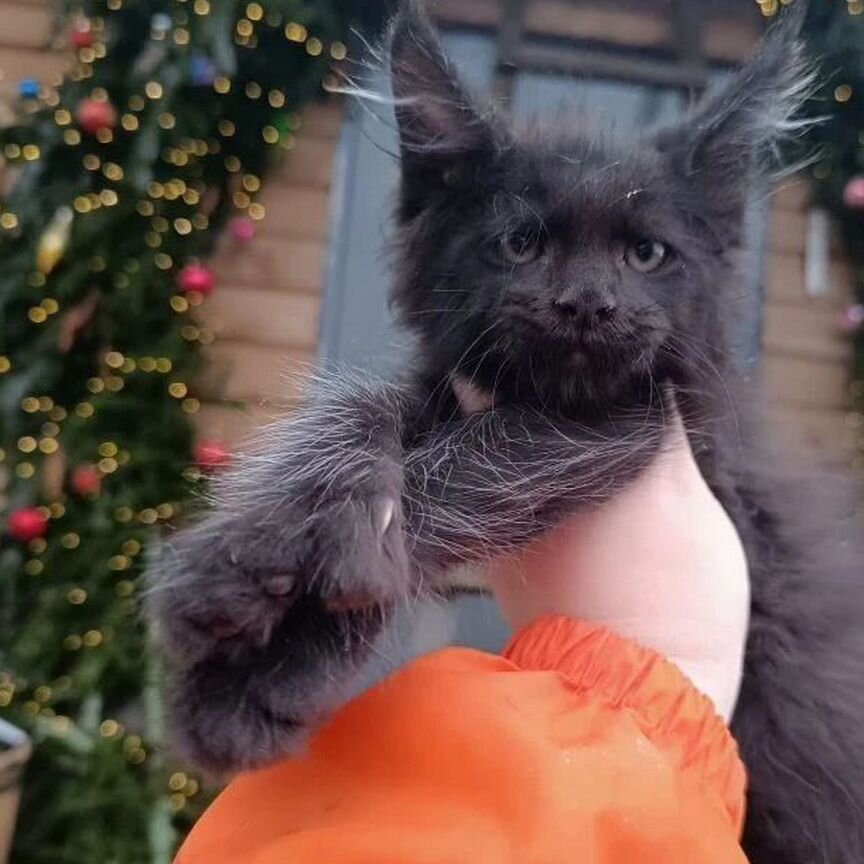 Мейн-кун котёнок