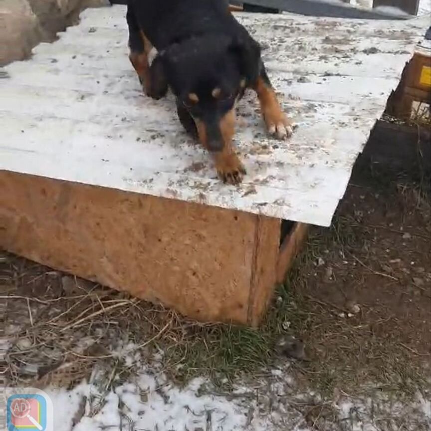 Лаки в добрые руки