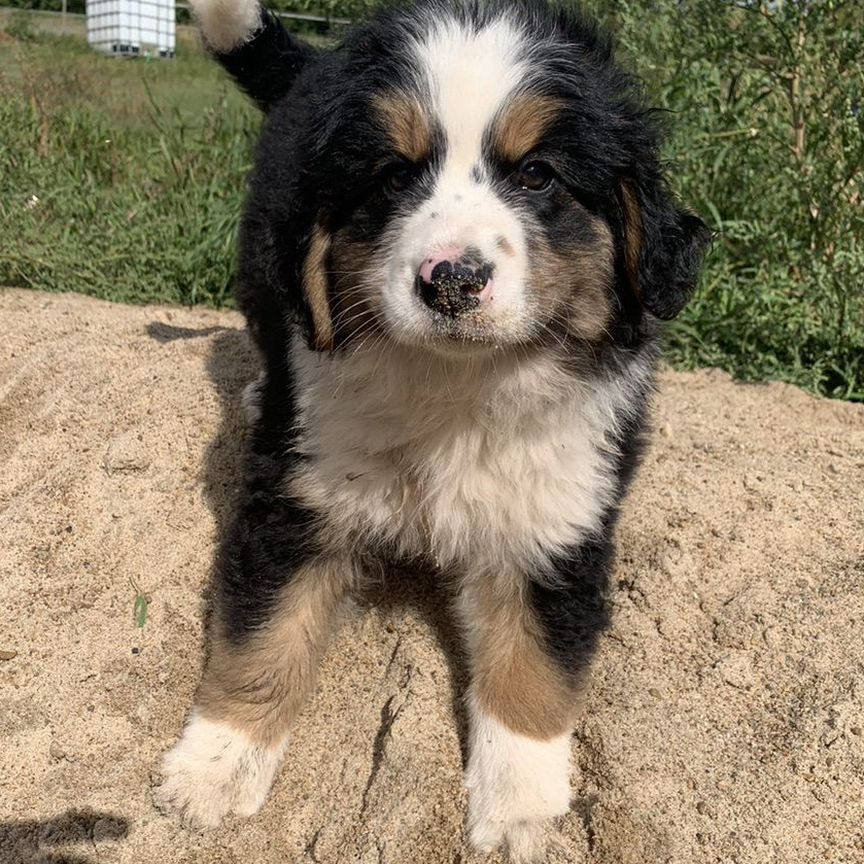 Щенок бернского зененхунда