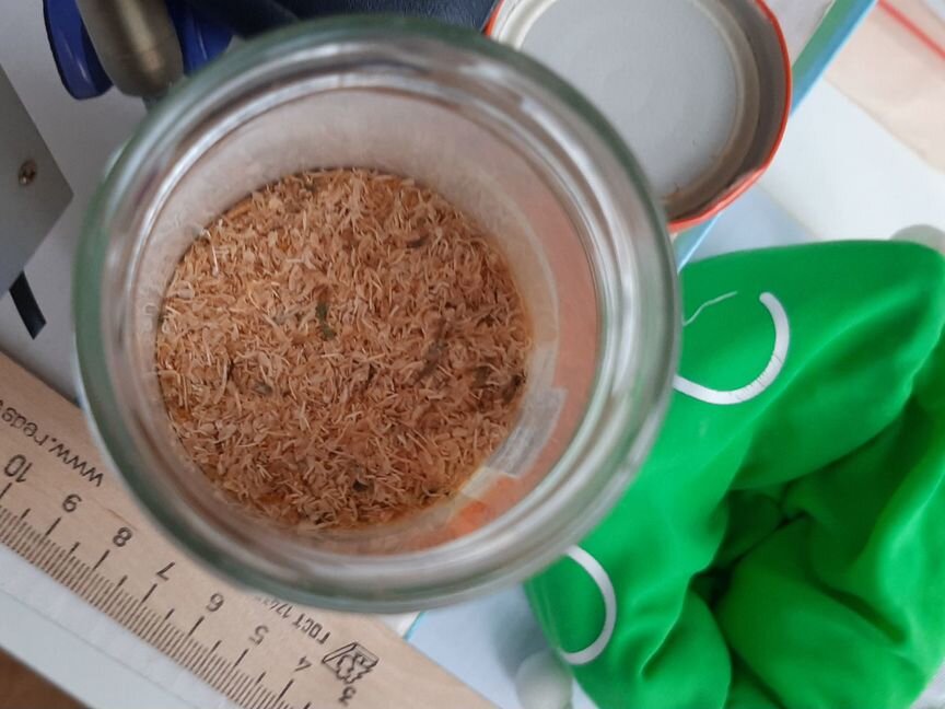 Корм для рыбок, рачки Gammarus sp