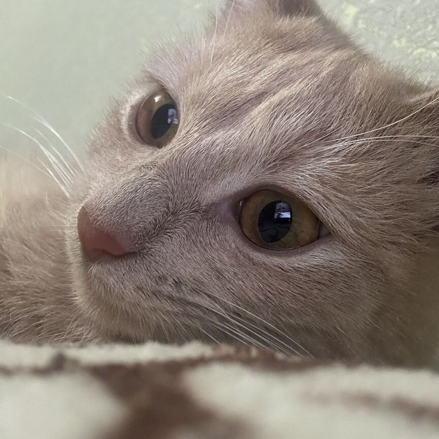 Ищем кота на вязку