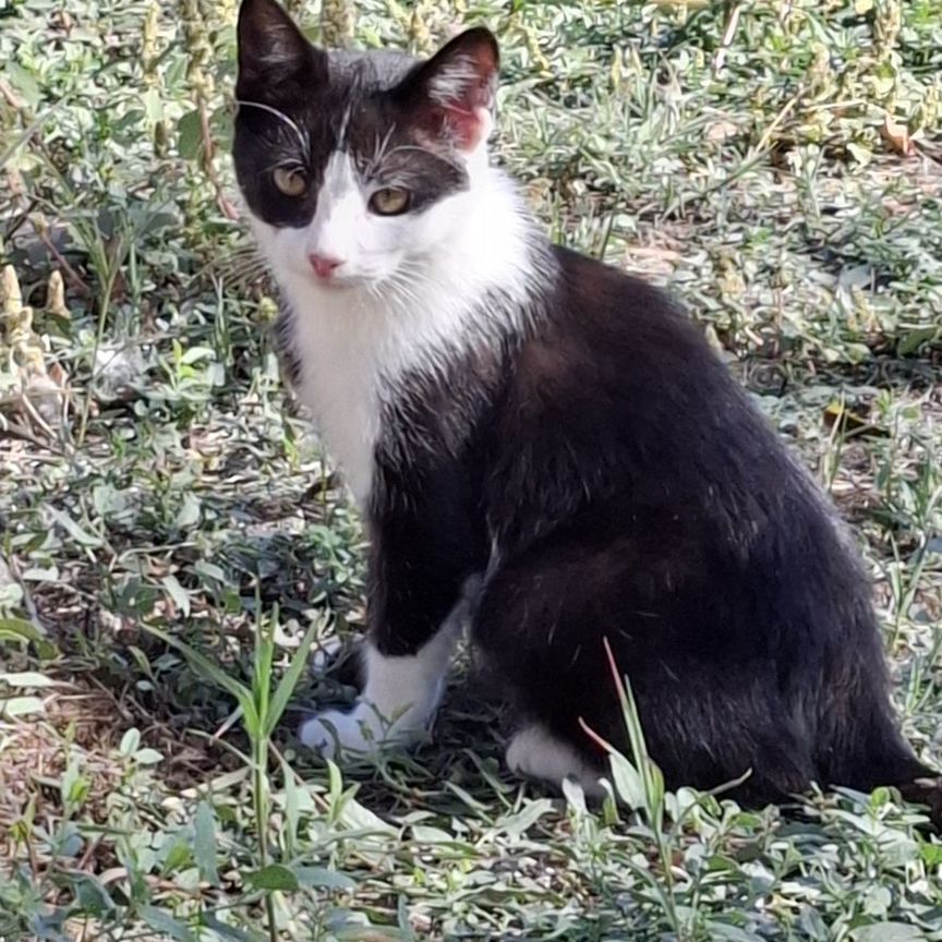 Котёнок 5 месяцев в хорошие руки