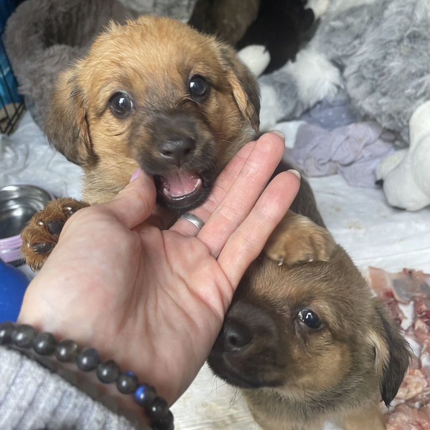 Совсем маленькие клопики