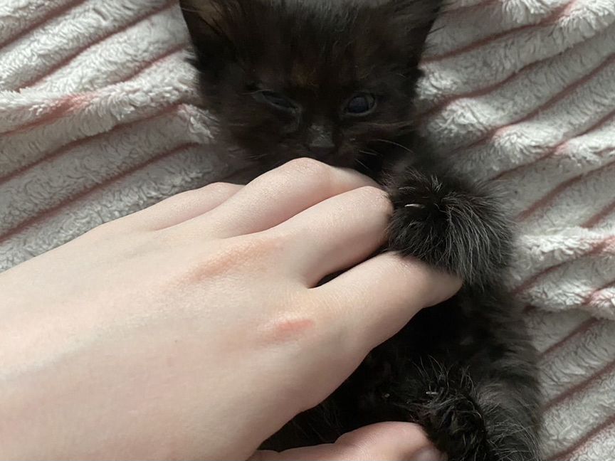 Котенок в добрые руки