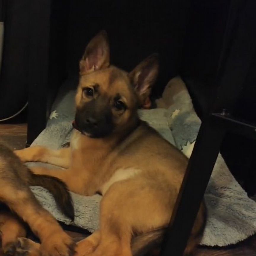 Щенок в добрые руки