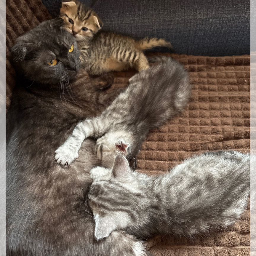 Шотландский вислоухий короткошёрстный котёнок