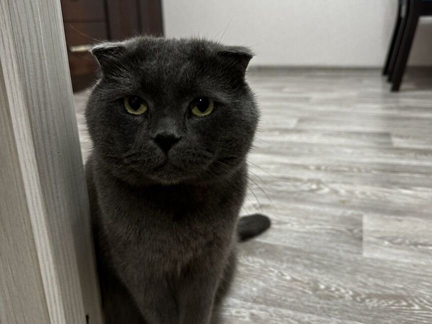 Британский вислоухий кот