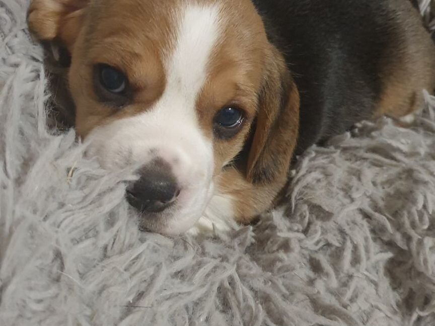 Щенки бигль