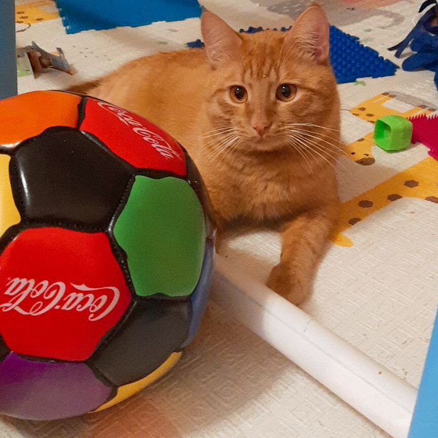 Котик, 1год