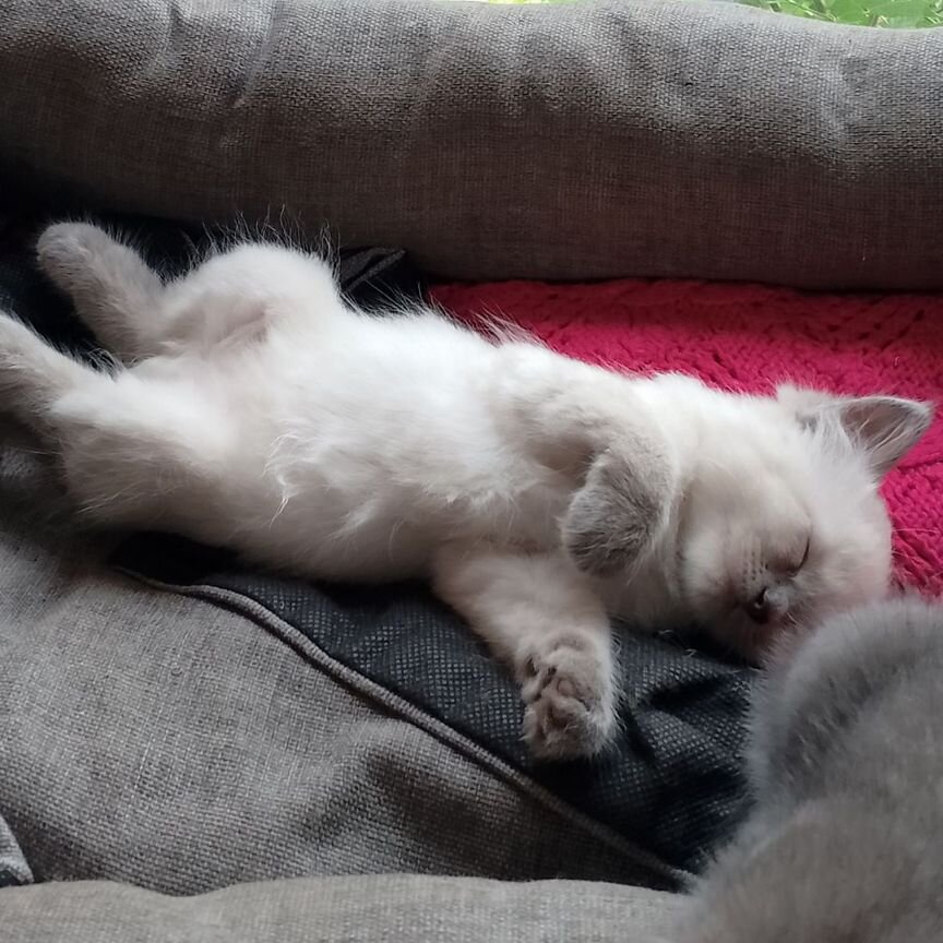Отдам котят