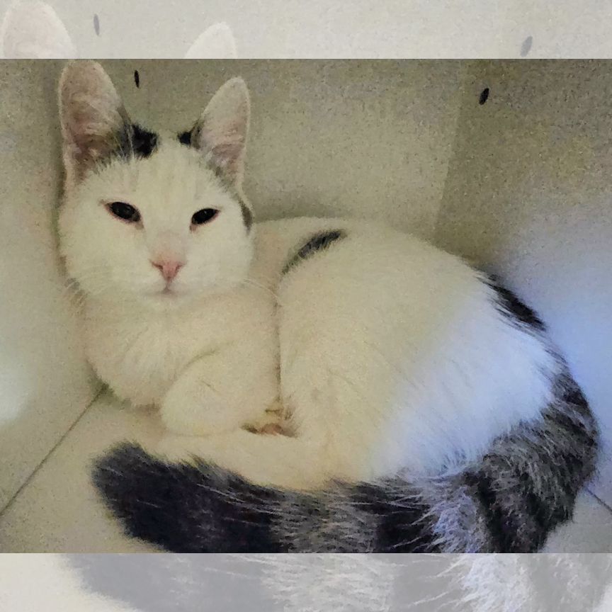 Взрослая кошка в добрые руки