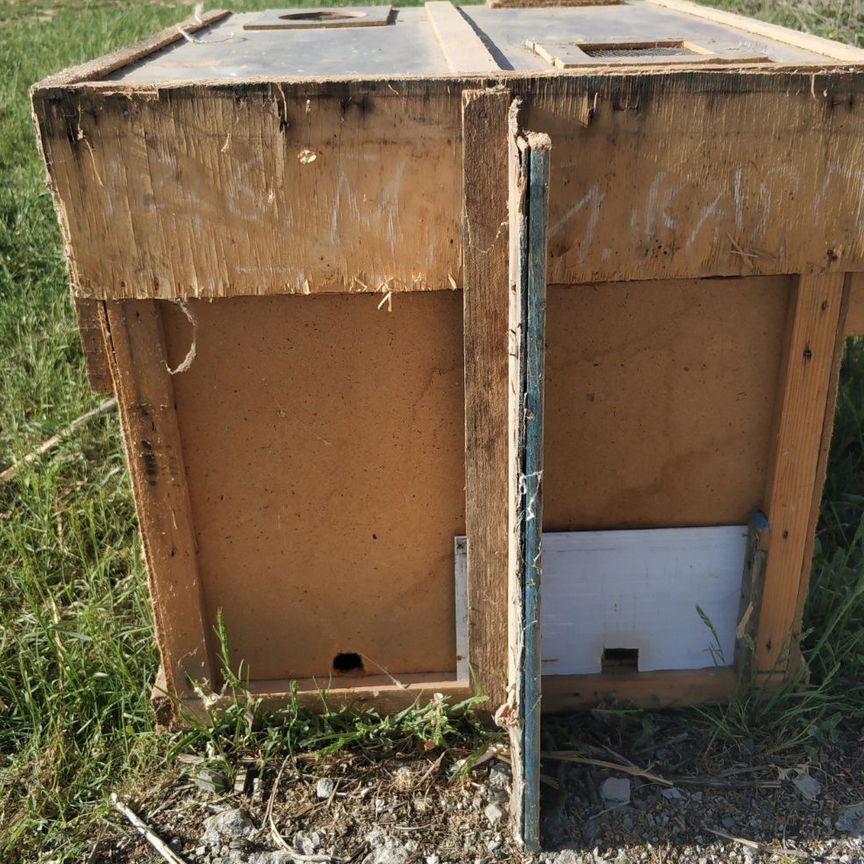 Пчелопакет