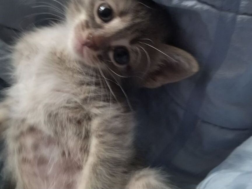 Кошка в дар бесплатно