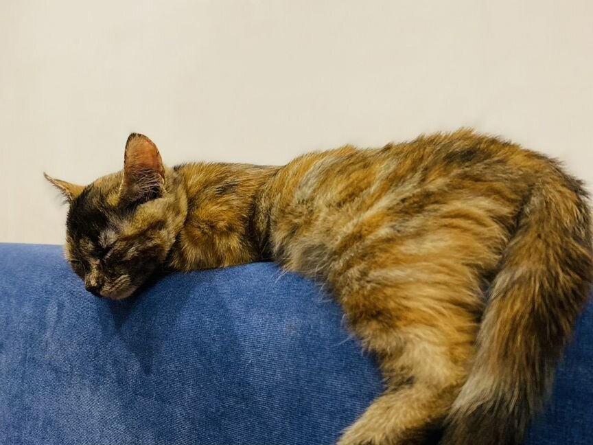 Кошка