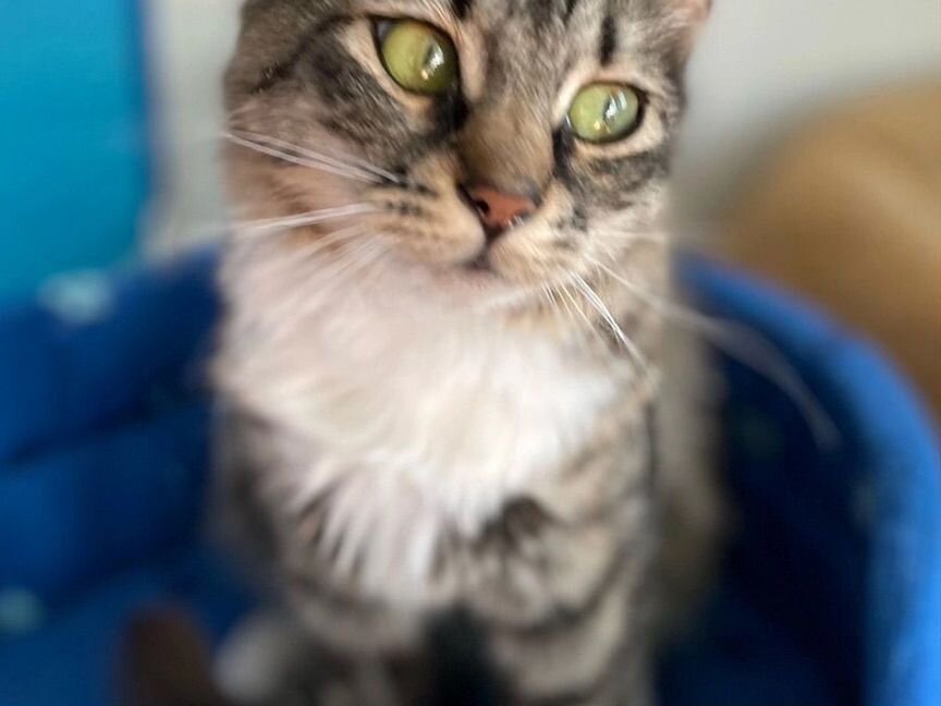 Кошечка Маришка