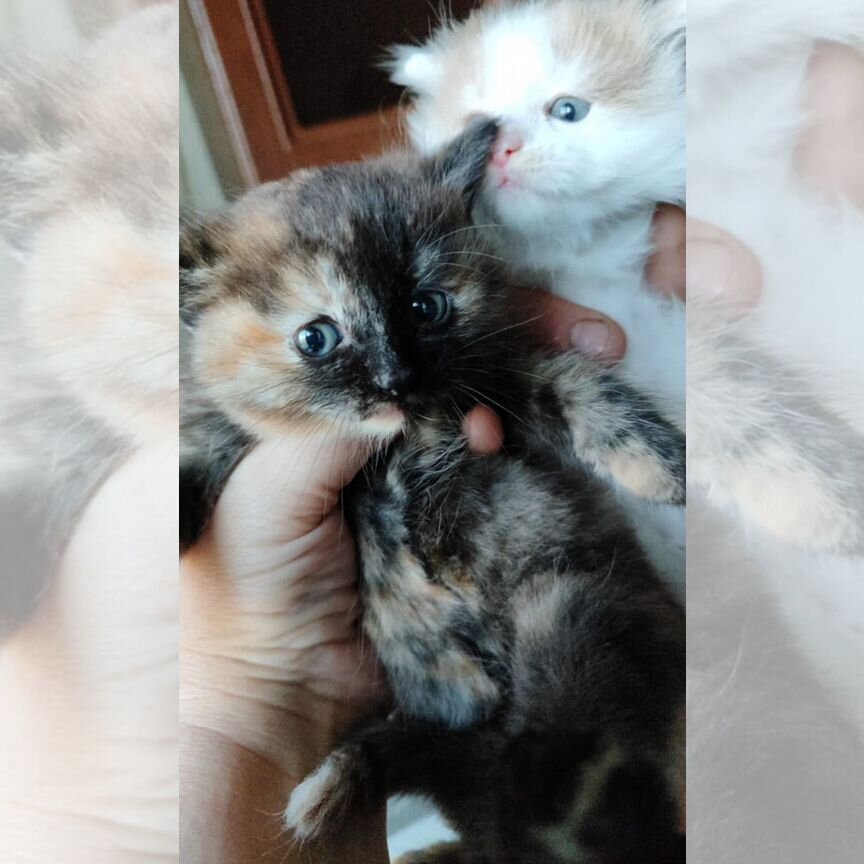 Отдам в хорошие руки котенка