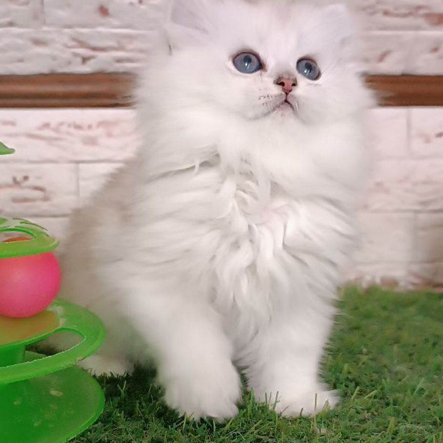 Британский длинношёрстный котёнок