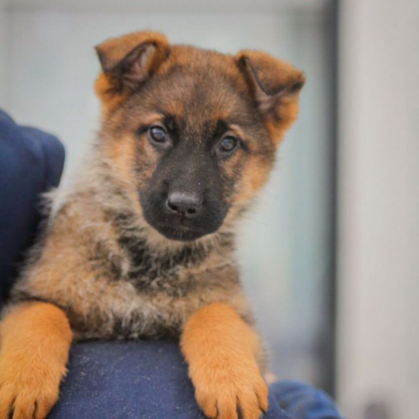 Немецкая овчарка малыши