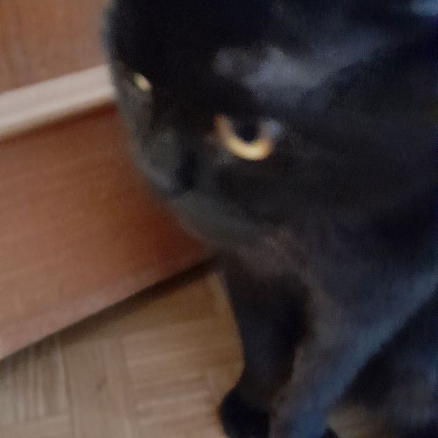 Кот