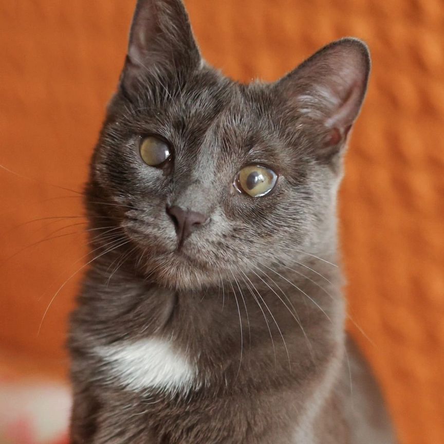 Чудесная кошечка ищет дом