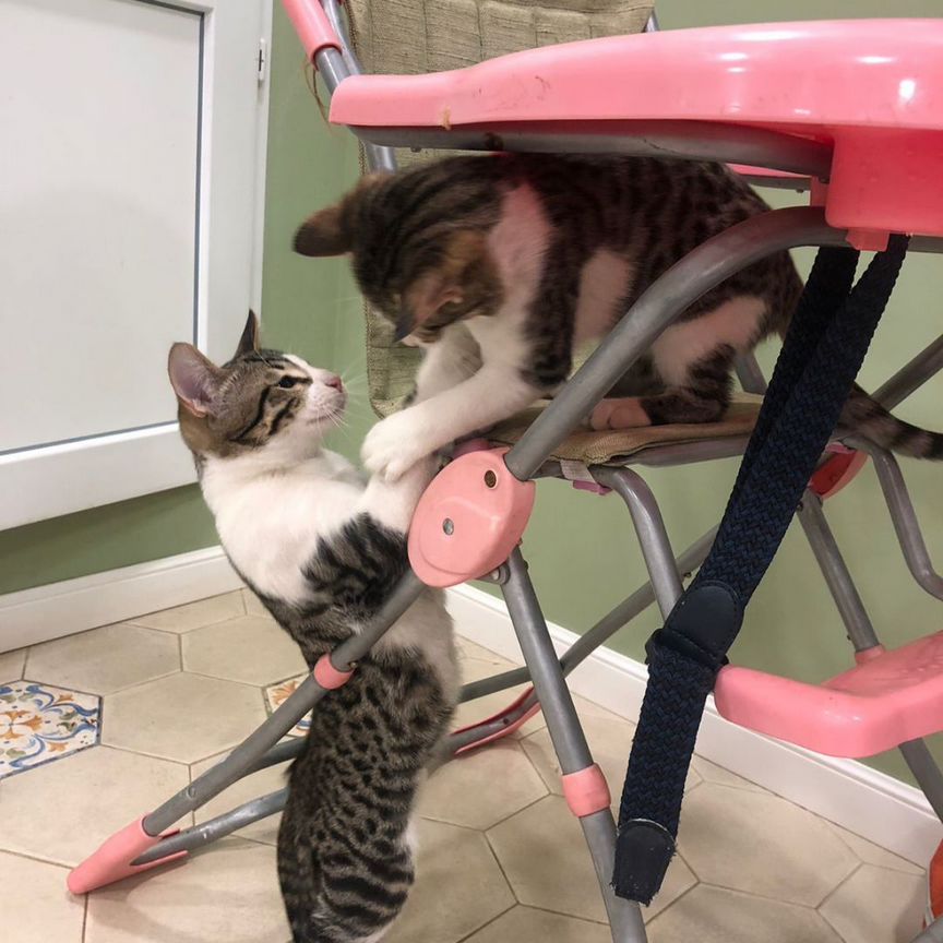 Бенгал полукровка