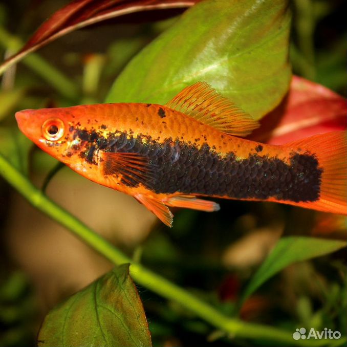 Кубинский черный меченосец (самец)