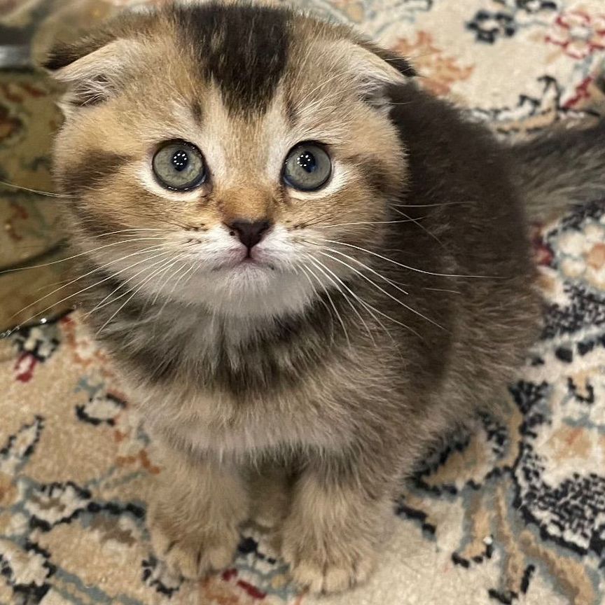 Шотландский вислоухий короткошёрстный котёнок