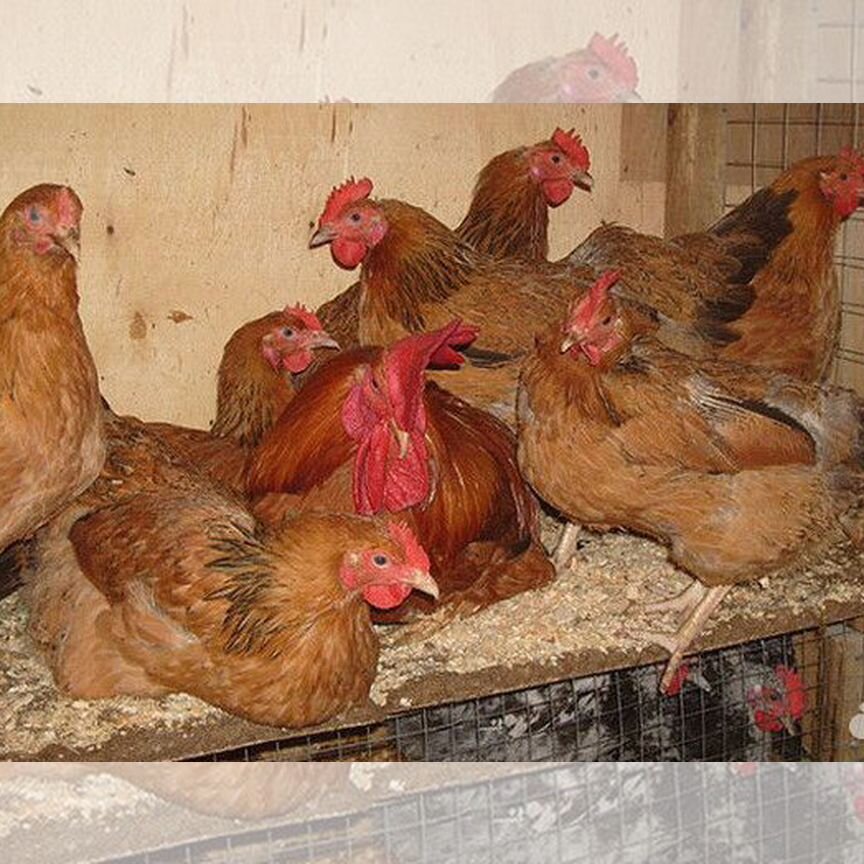 Куры Несушки с доставкой Коричневые