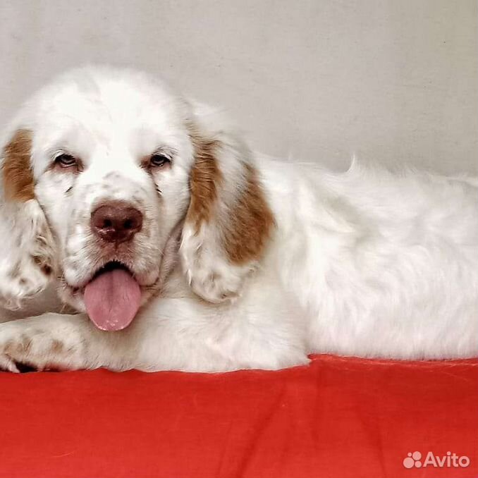 Шикарная Хлоя Кламбер спаниель