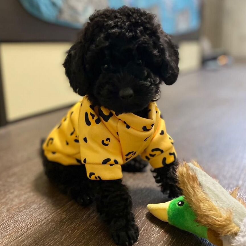 Той-пудель Чрная Жемчужинка