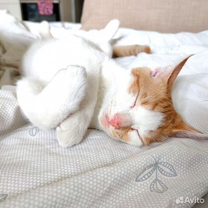 Кому самого сладкого котика